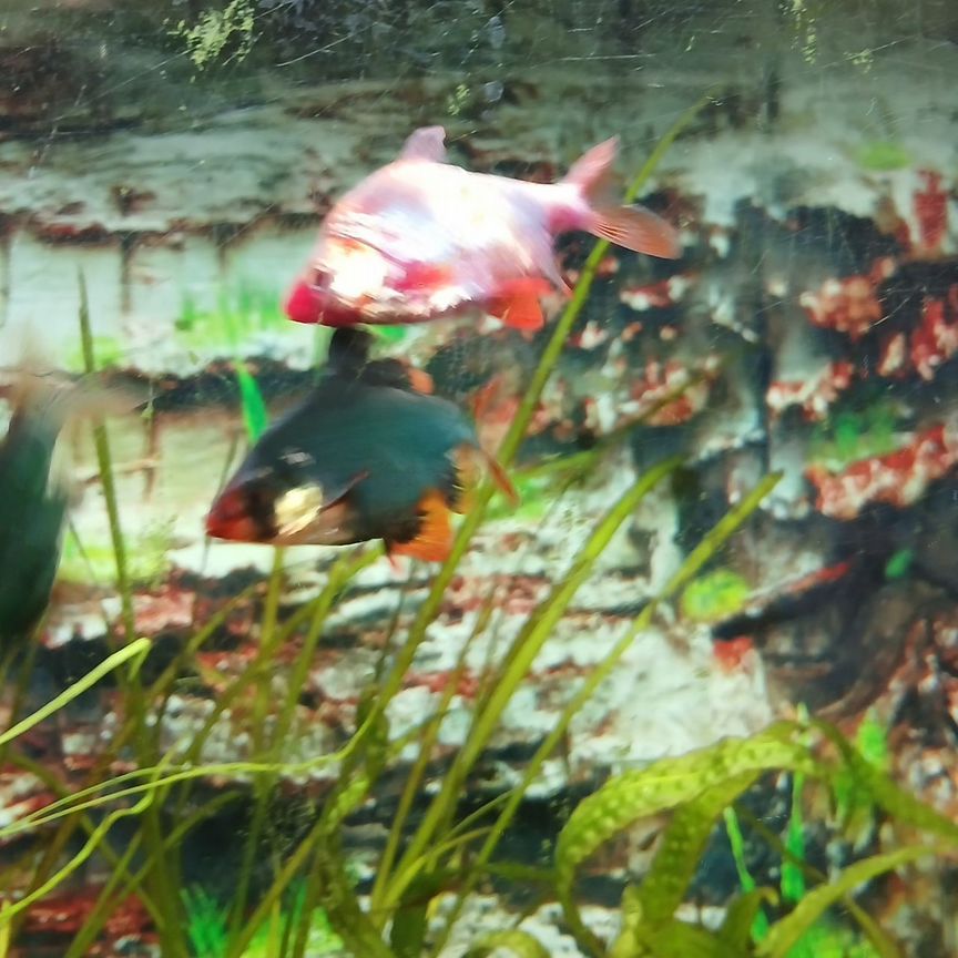 Аквариумные рыбки. Бронь до четверга