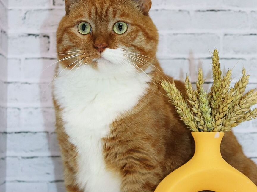 Котик Хатико