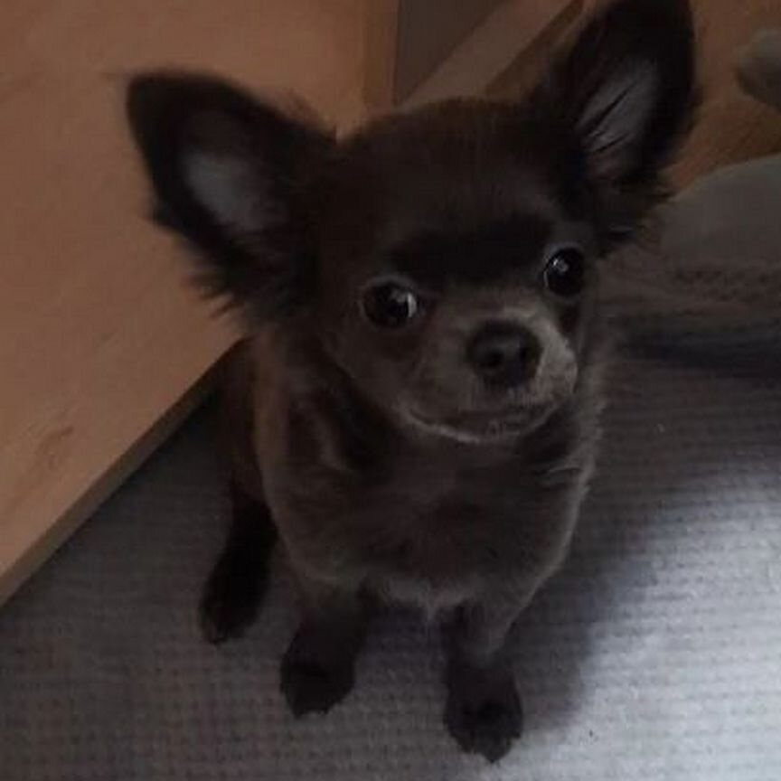 Чихуахуа, щенок