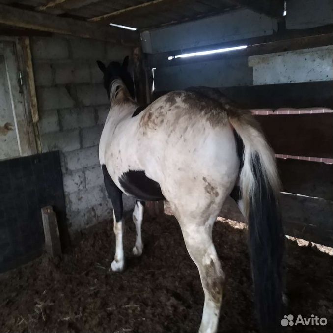 Кобыла с откорма