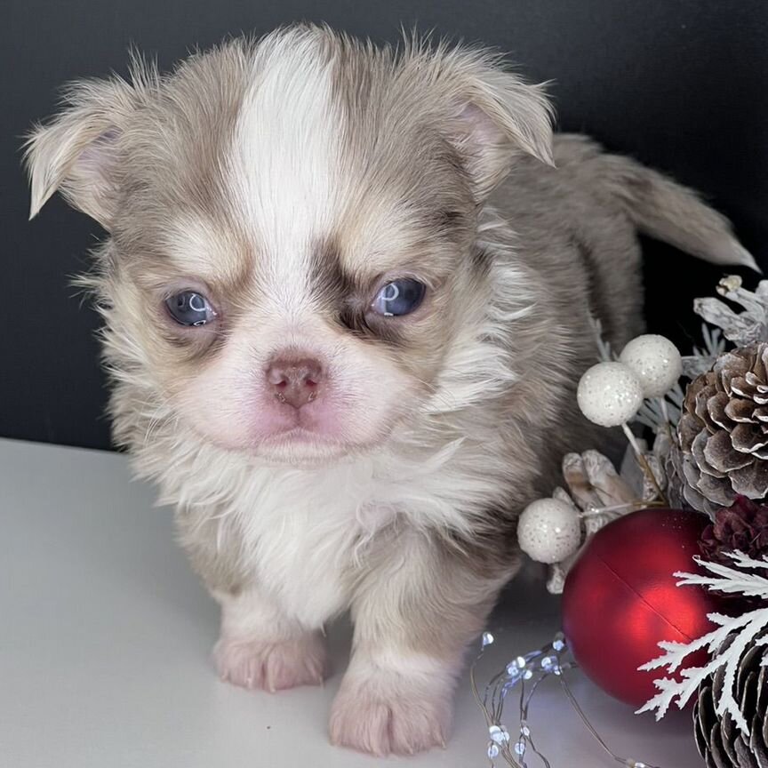 Чихуахуа, щенок