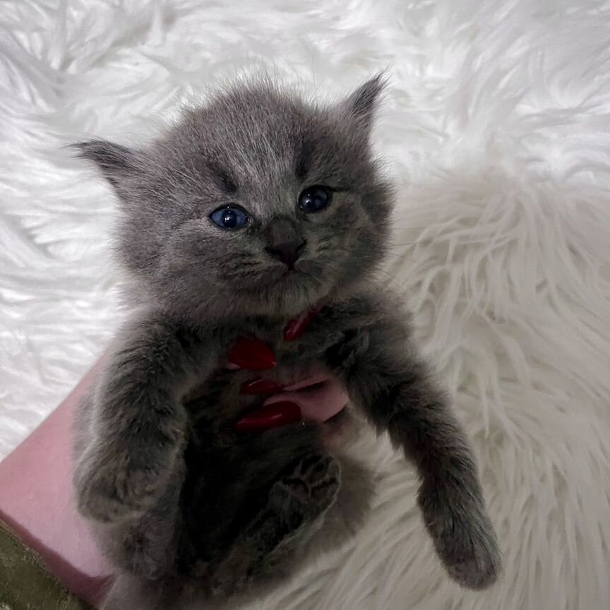 Котята пушистики