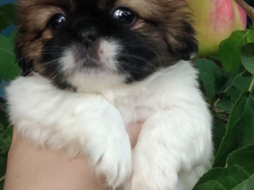 Щенки пекинеса