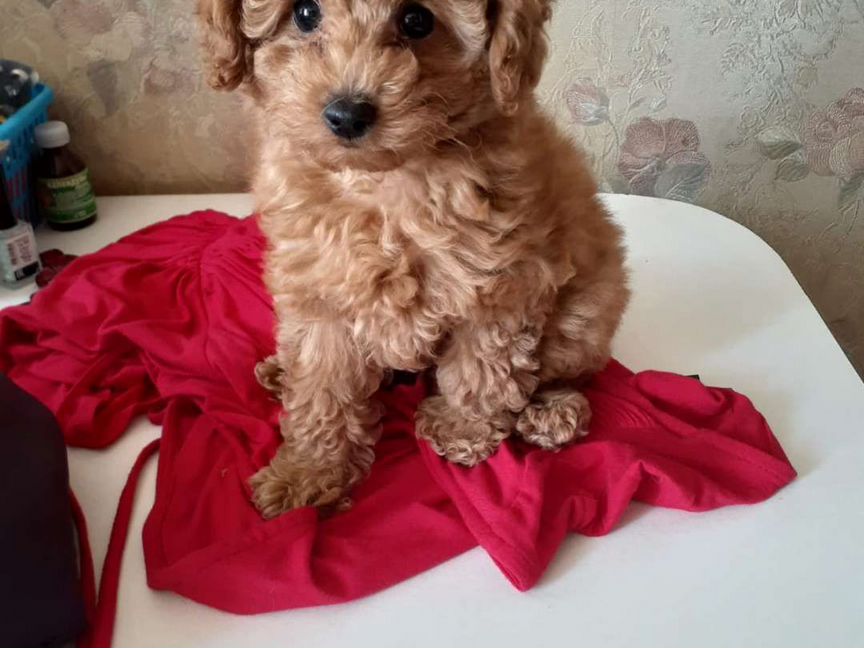 Той-пудель девочка