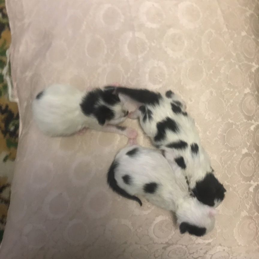 Котята далматинци