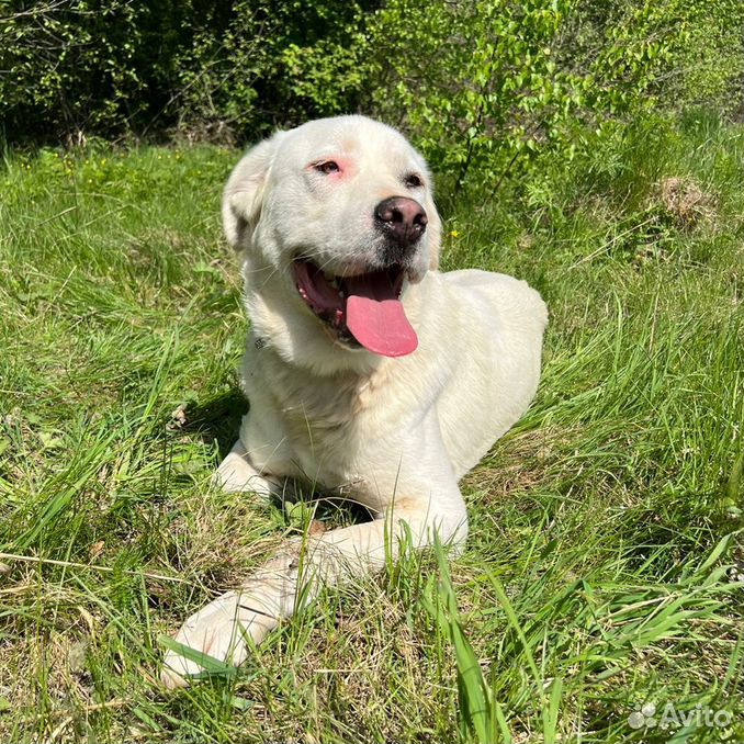 Прекрасная Ева ищет любящую семью