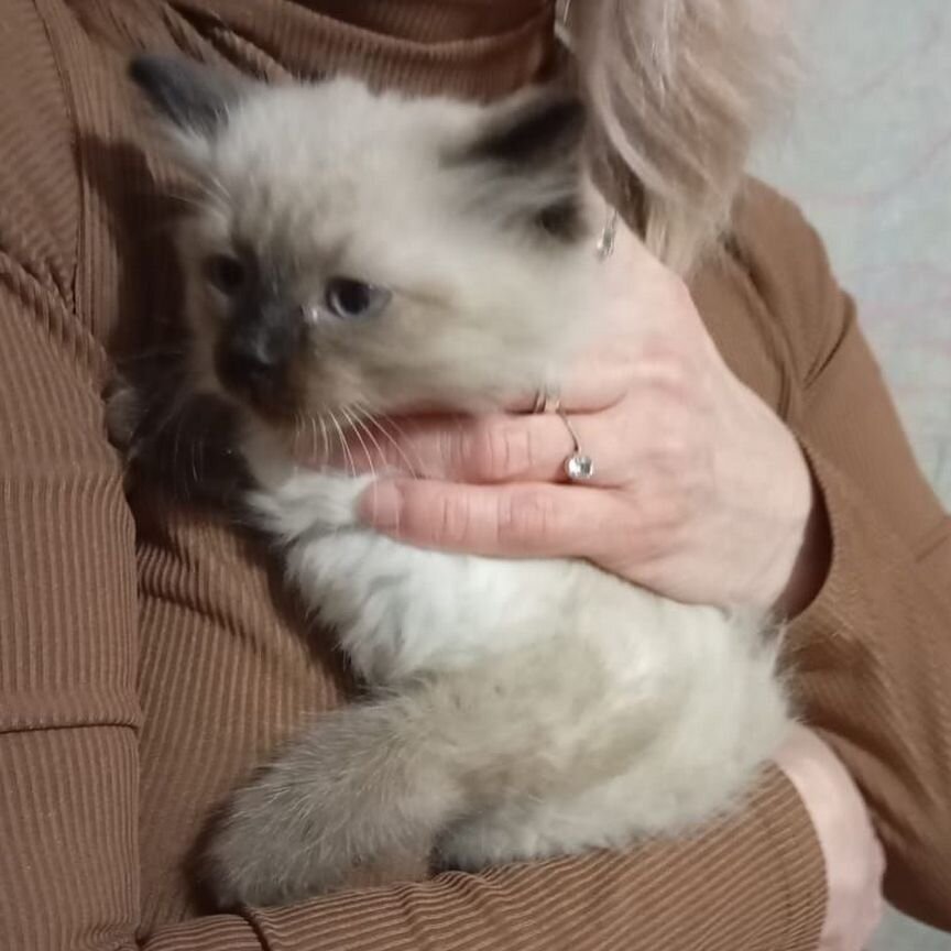 Котёнок в добрые руки