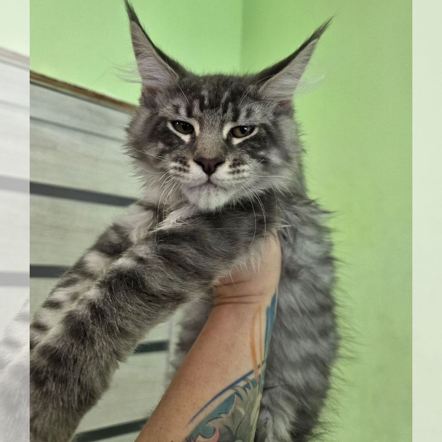 Мейн-кун котёнок
