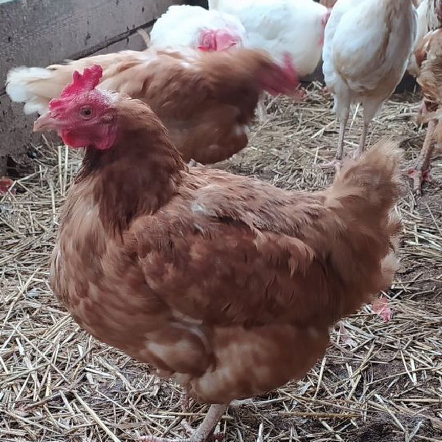 Куры несушки