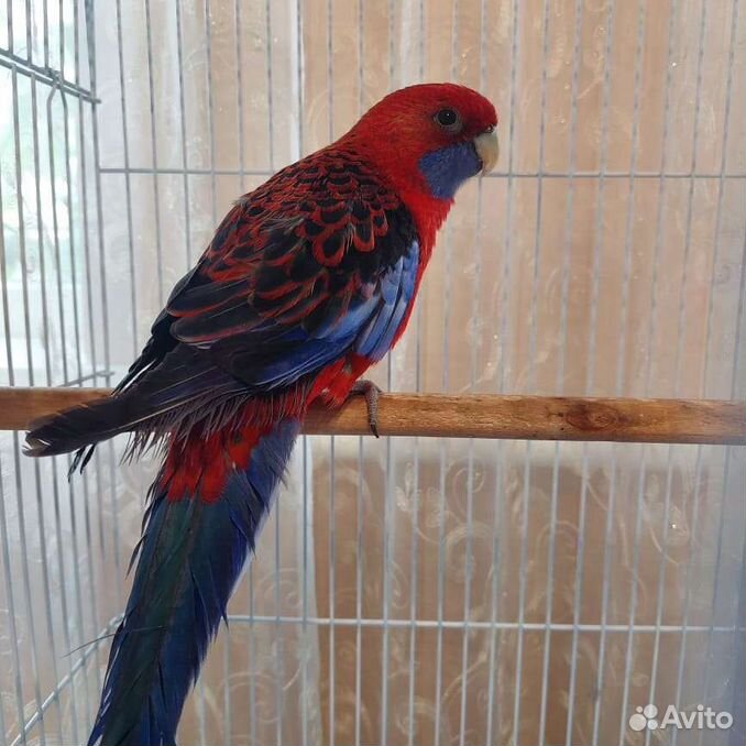 Продаю попугая Розелла