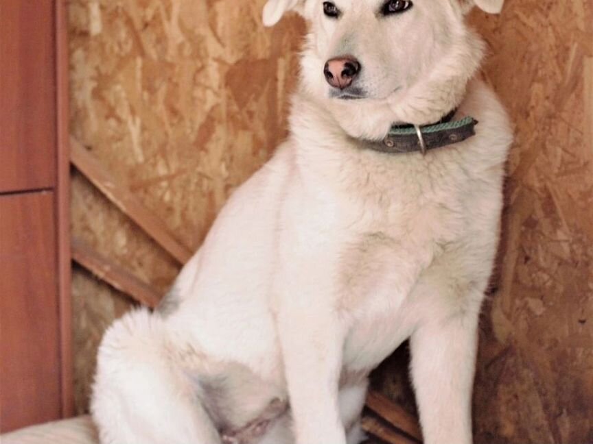 Айса ищет дом