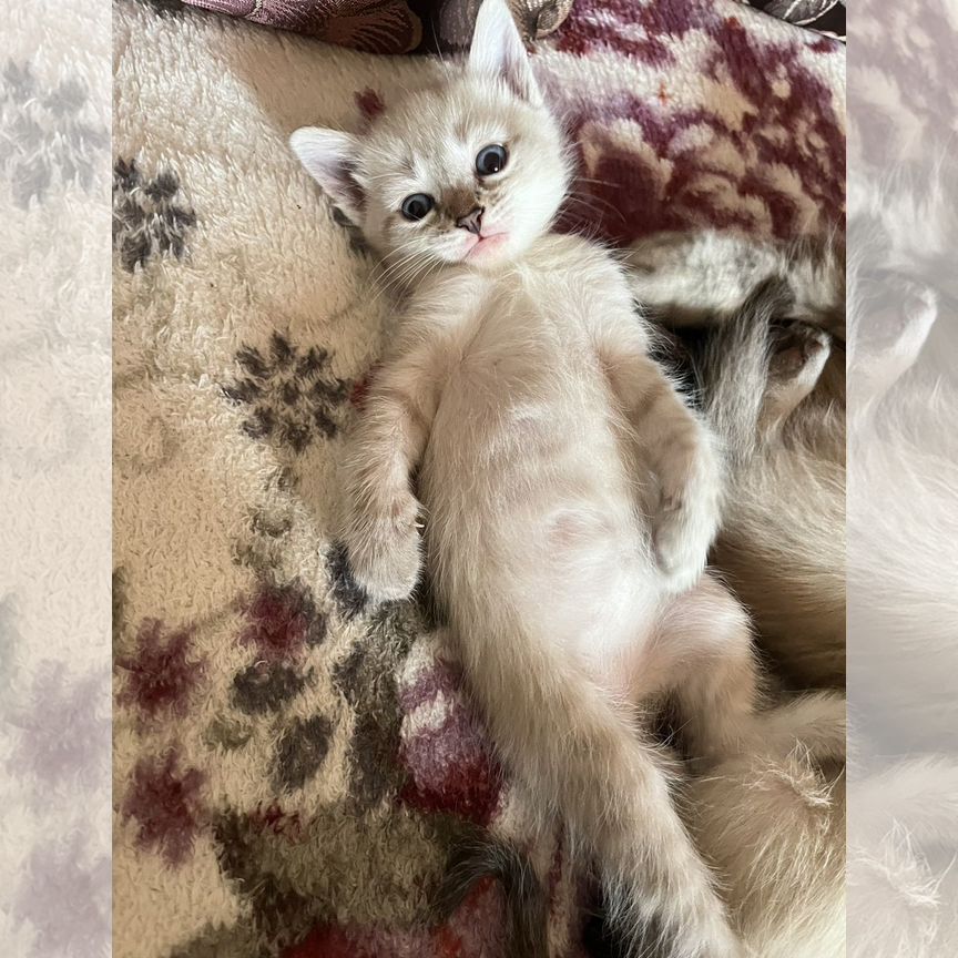 Котёнок в добрые руки