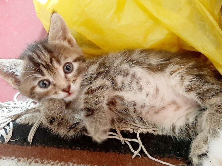 Котята в добрую семью