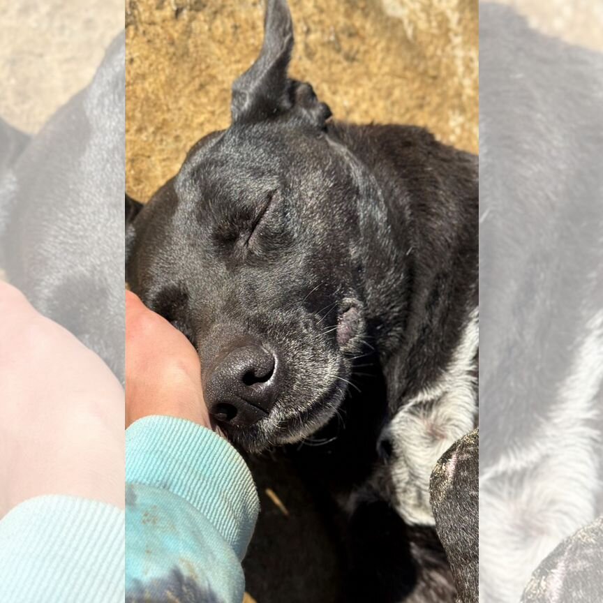 Взрослая собака в добрые руки