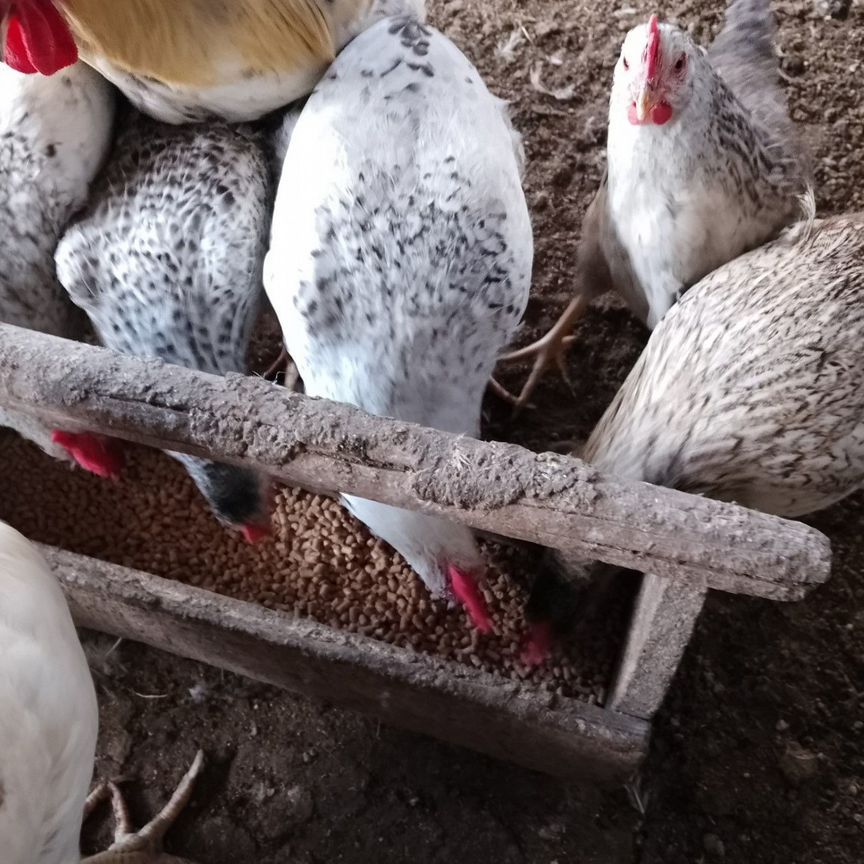 Куры молодки