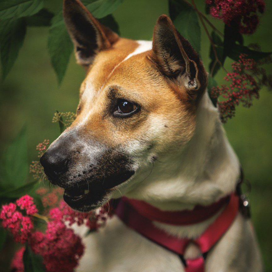 Взрослая собака в добрые руки