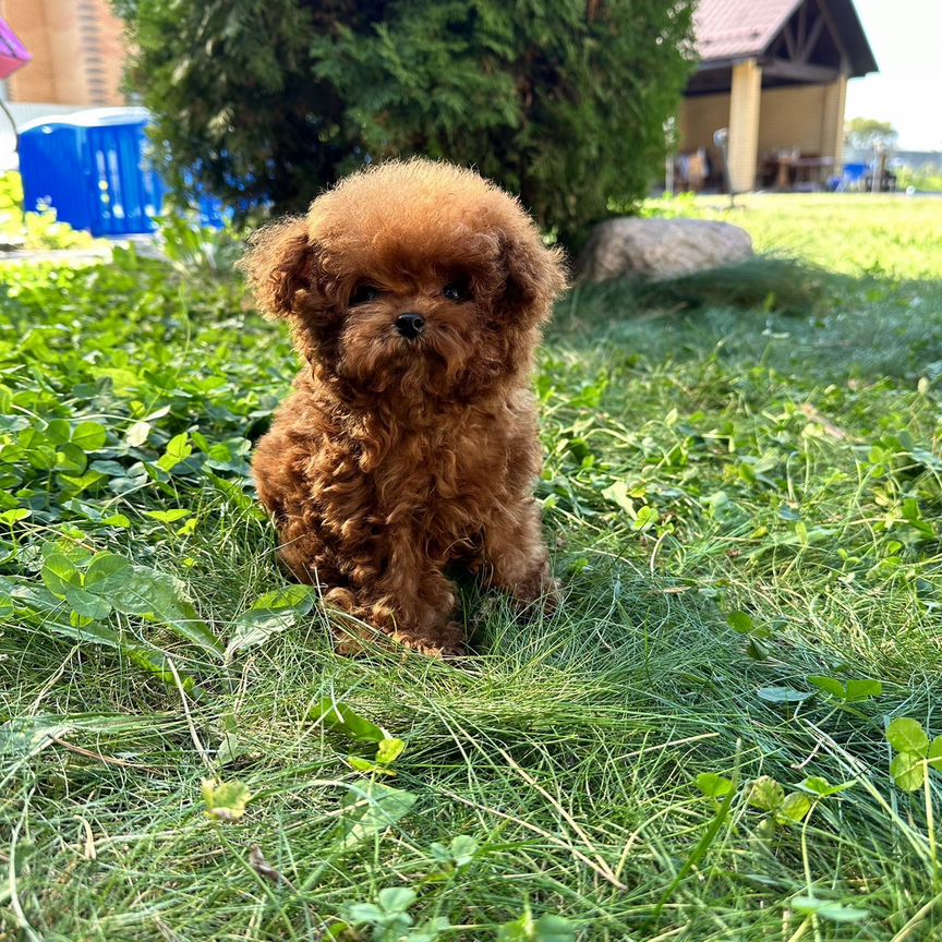 Кукольный мальчик той-пудель Тедди 4 мес Китай