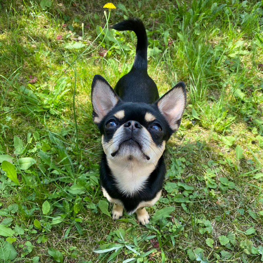 Вязка чихуахуа (кобель)