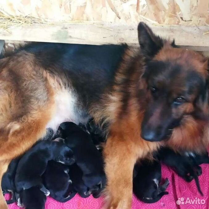 Щенки немецкой овчарки длинники с документами