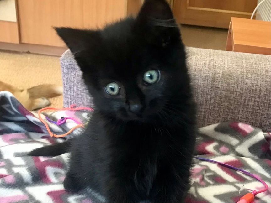 Чёрная Китти