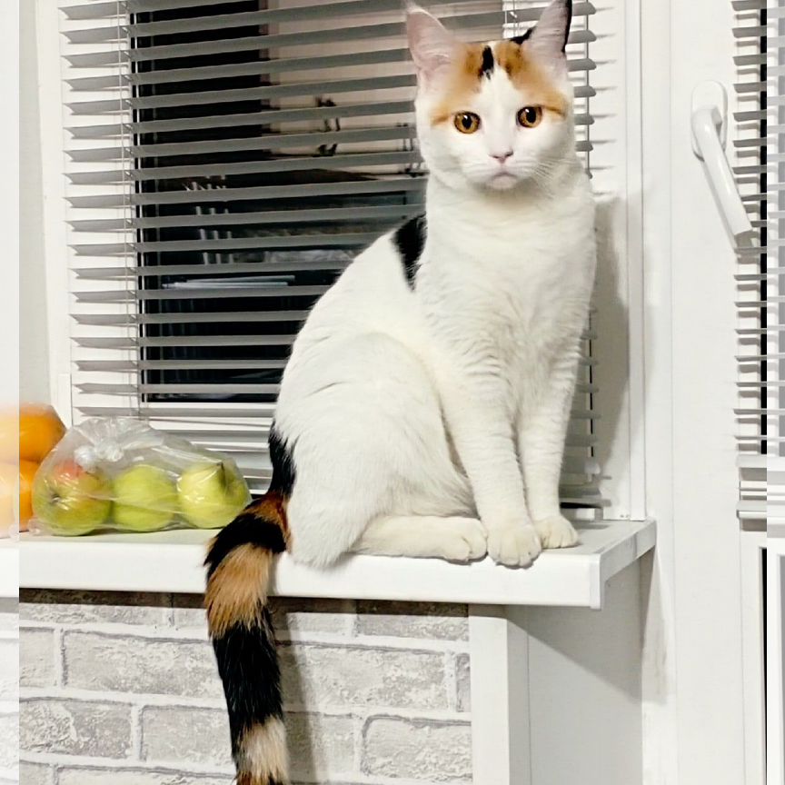 Мейн-кун, взрослая кошка