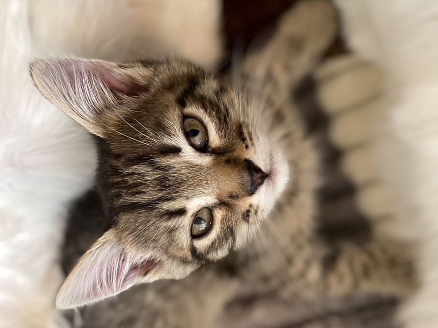 Котята в добрые руки даром
