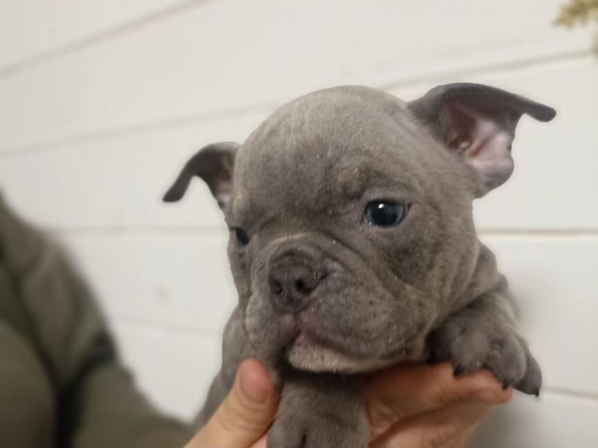 Американский булли