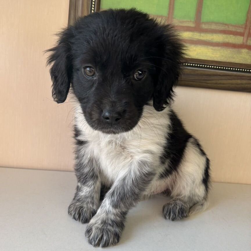 Щенок в добрые руки