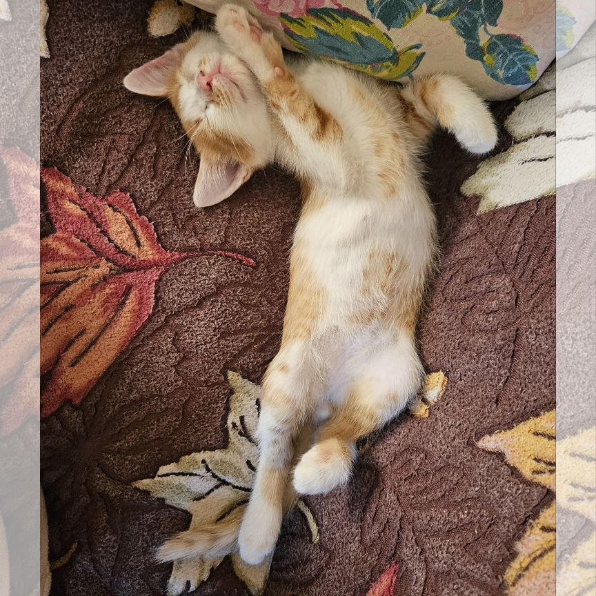 Котята в добрые руки приучены к лотку