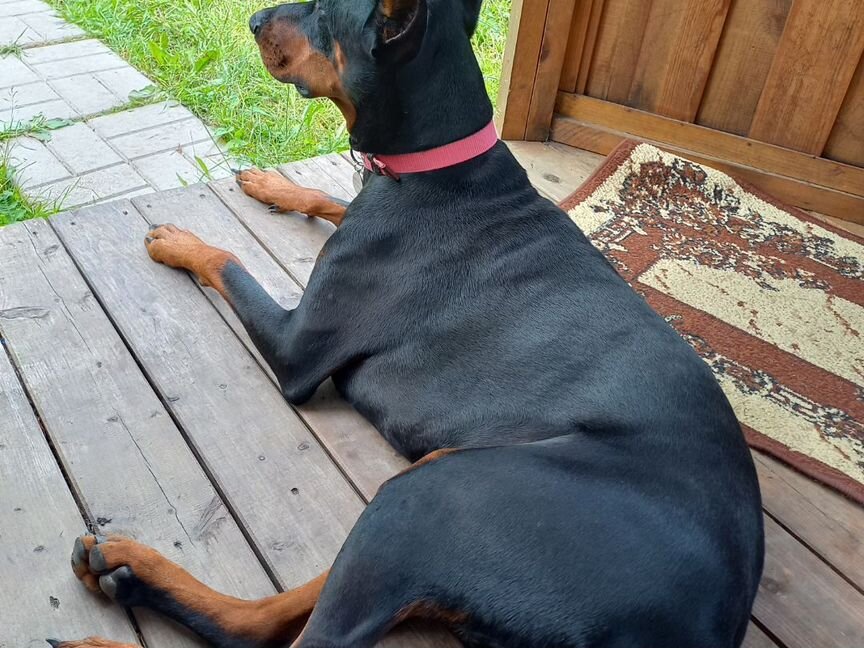 Собака доберман в добрые руки