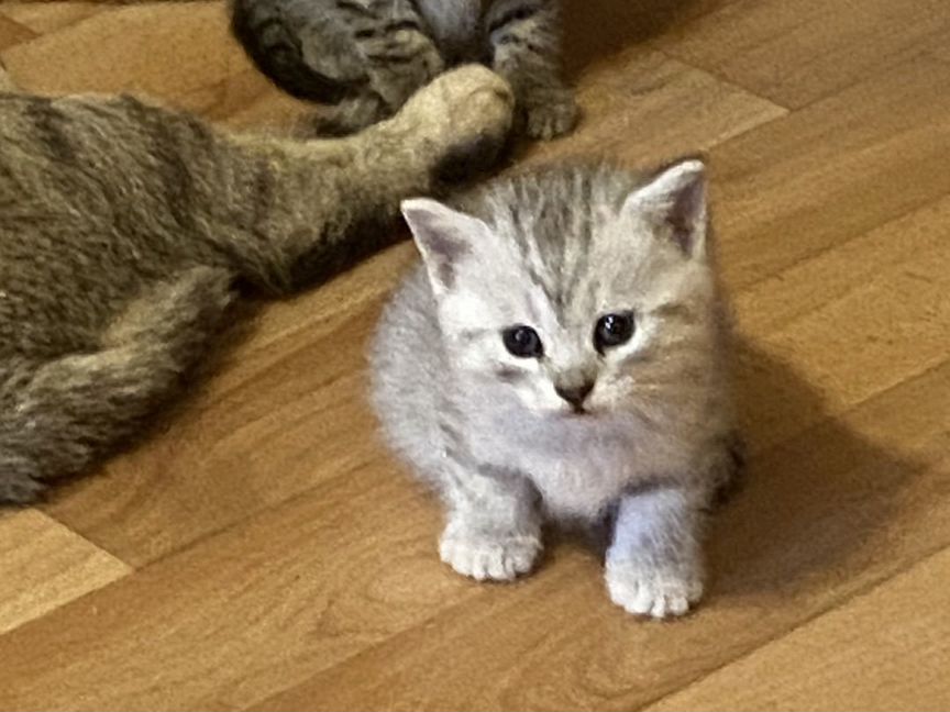 Шотландские вислоухие котята