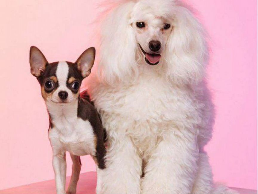 Белый, серый пудель той и миниатюра