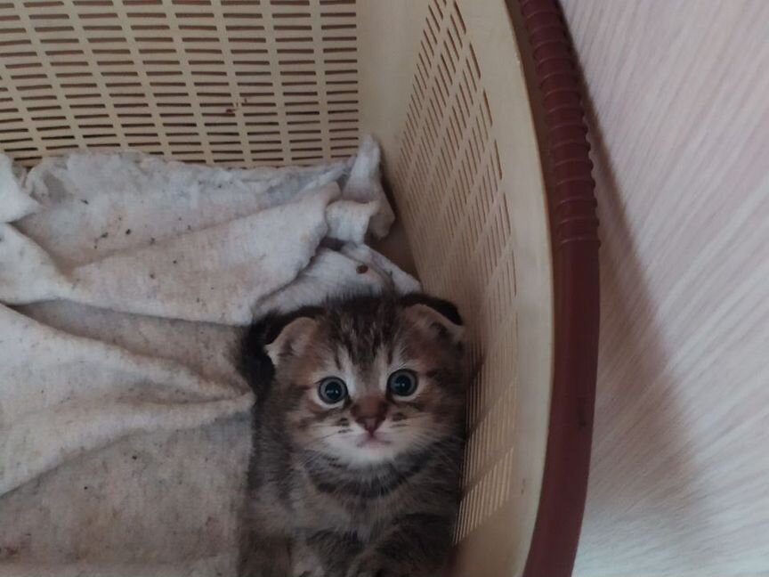 Котик