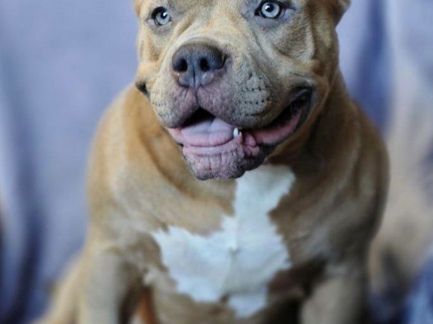 Щенки американского булли