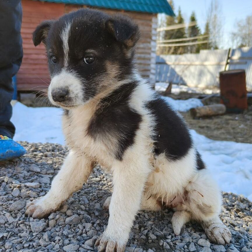 Щенок в добрые руки