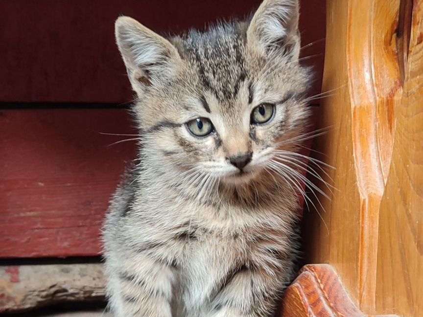 Котенок в добрый руки