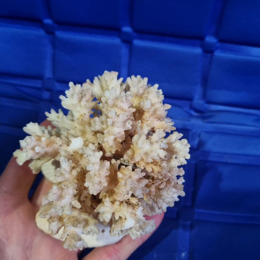 Морские кораллы настоящие