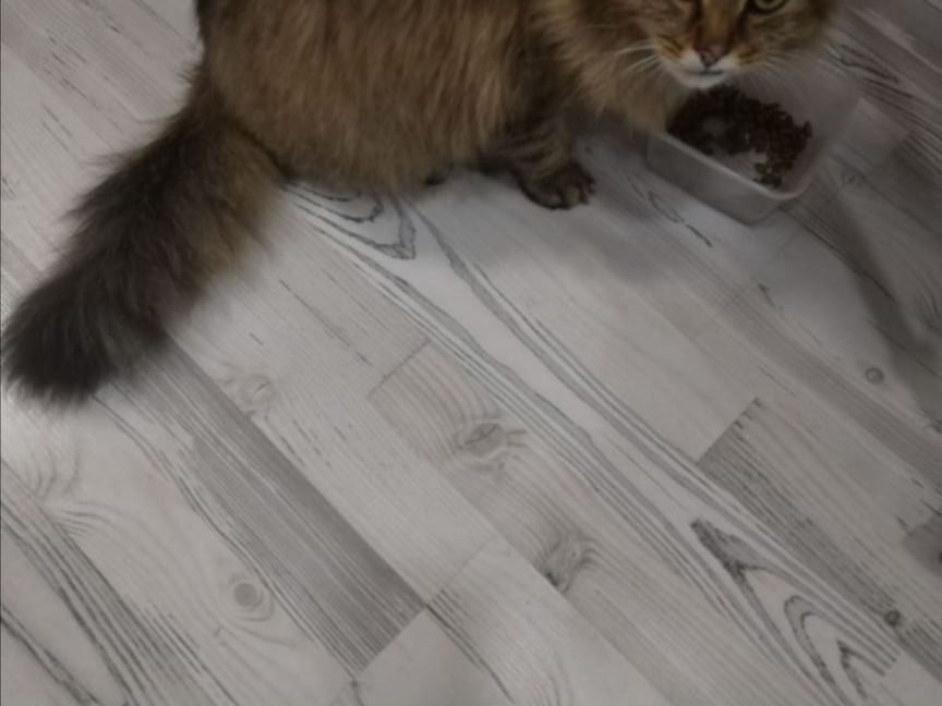 Отдам кота, чистый, кострирован