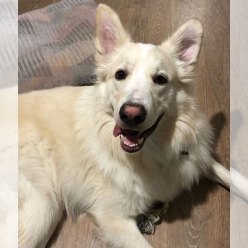 Собака в добрые руки отдам бесплатно