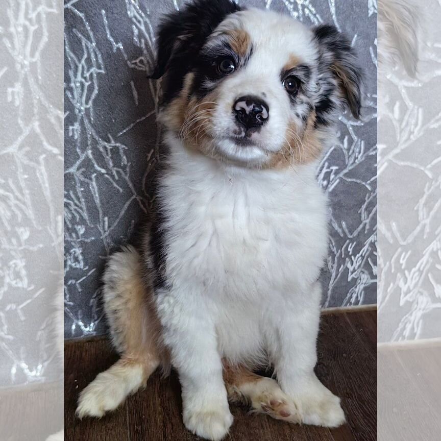 Щенки аусси голубой мрамор