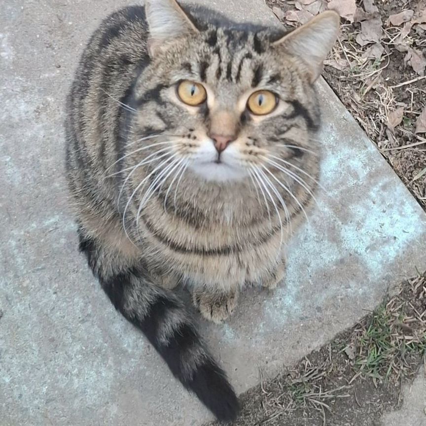 Взрослый кот в добрые руки