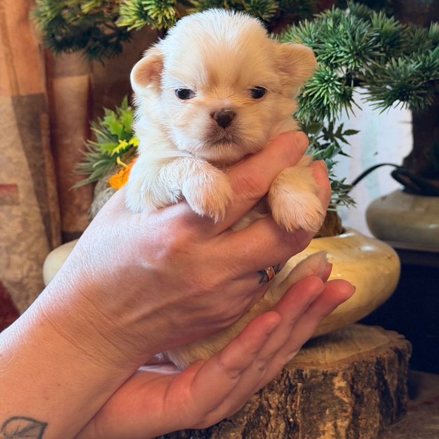 Японский хин, щенок