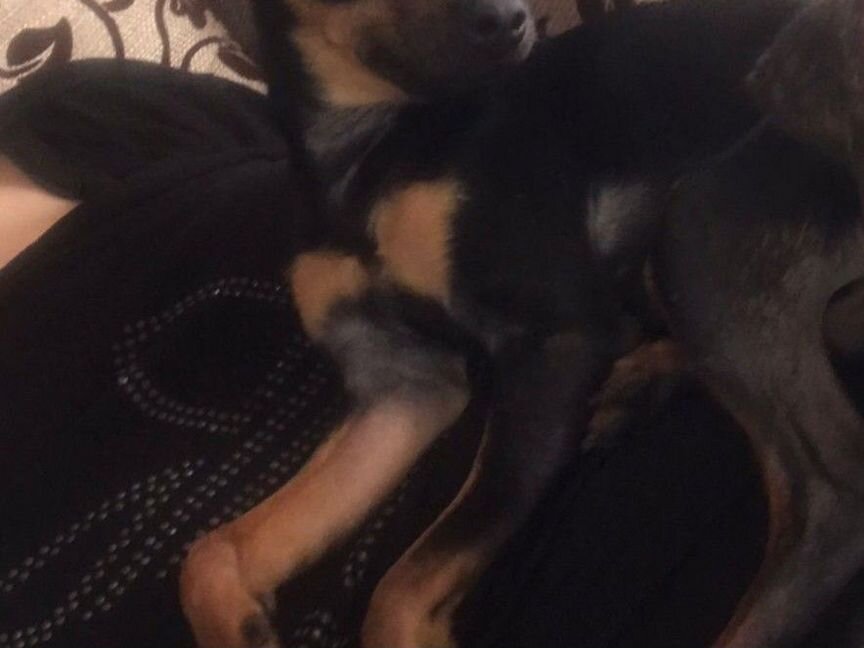 Той-терьер вязка