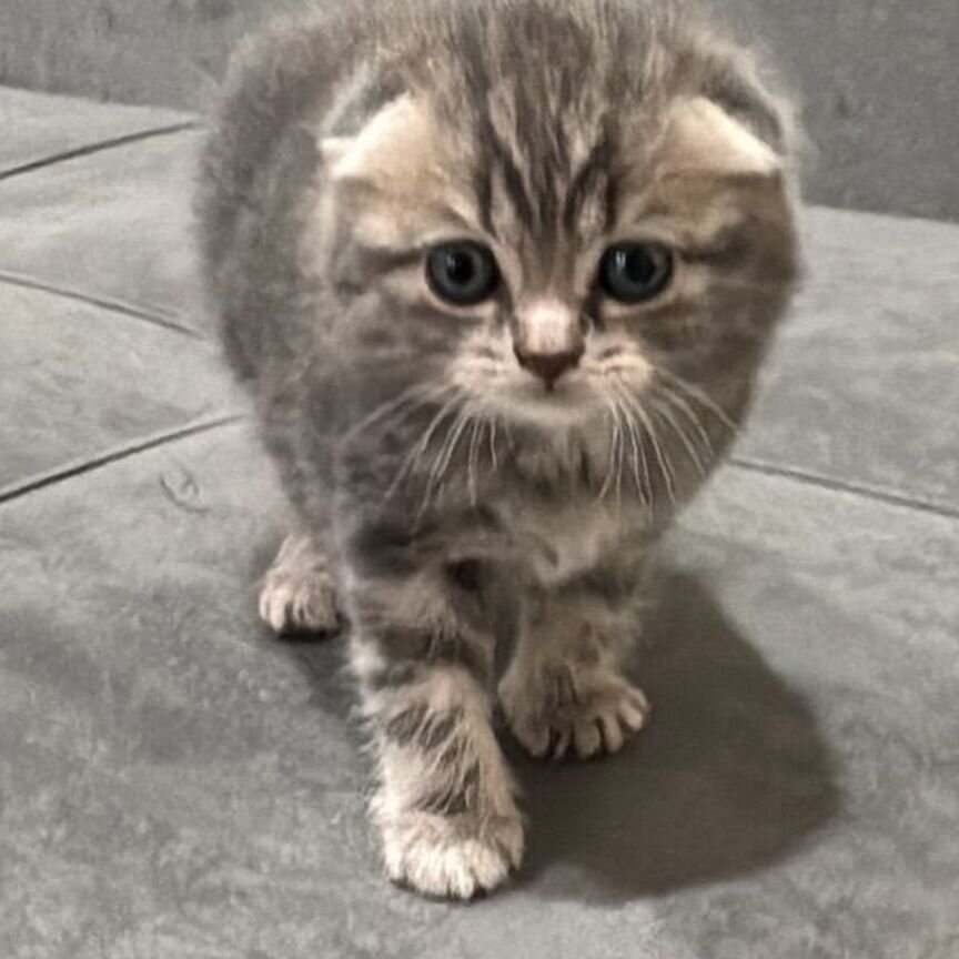 Котенок шотладский вислоухий