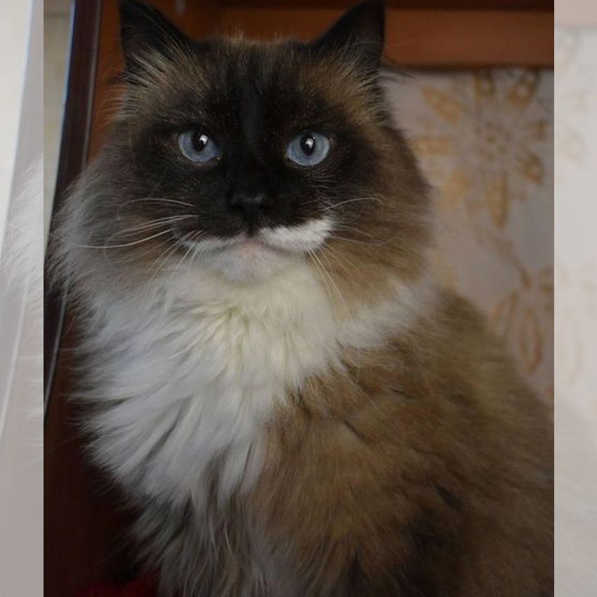 Котик