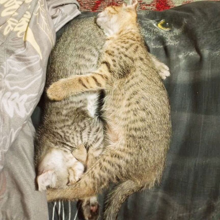 Отдам котят в хорошие руки бесплатно