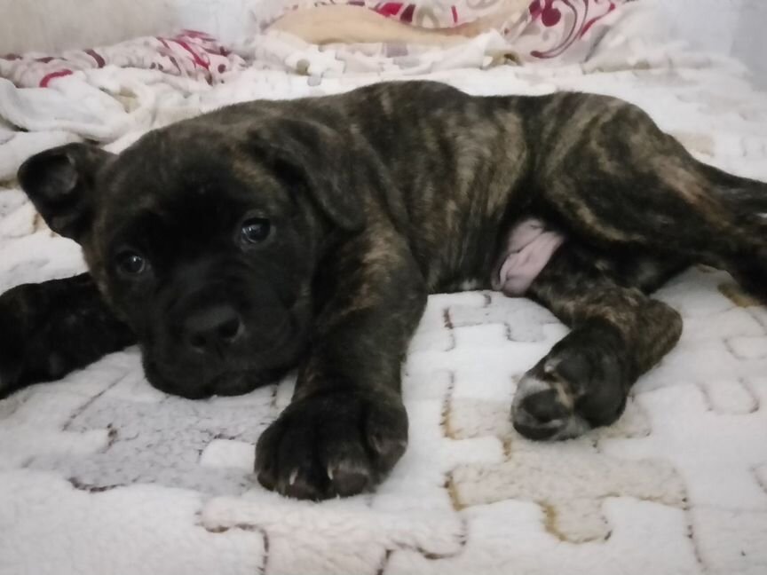 Мальчик Кане Корсо 2 мес