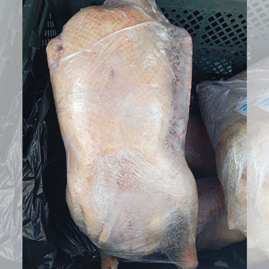 Домашние гуси