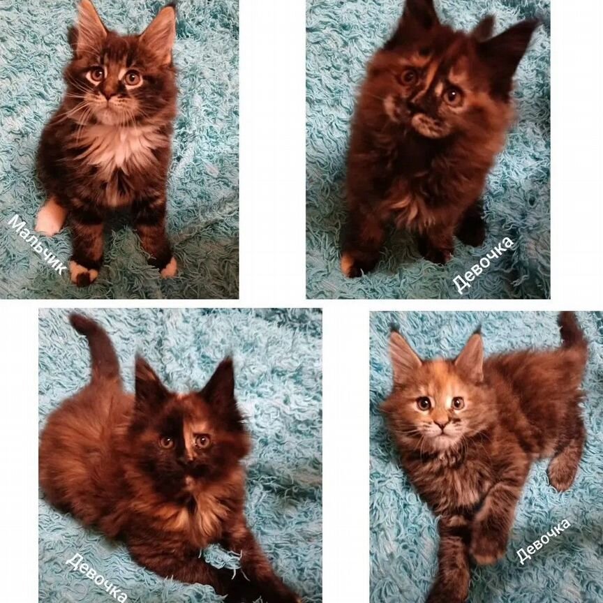 Котята мейн-кун