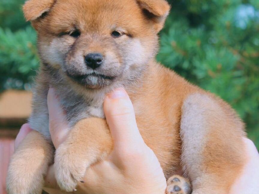 Сиба ину девочка Японочка. РКФ